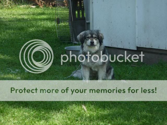 Shunka Turned Green | Puppy Forum and Dog Forums