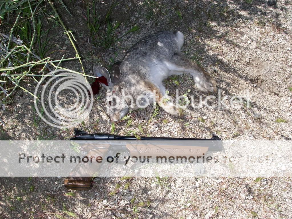 1 pellet and 32 yards.... | Rimfire Central Firearm Forum