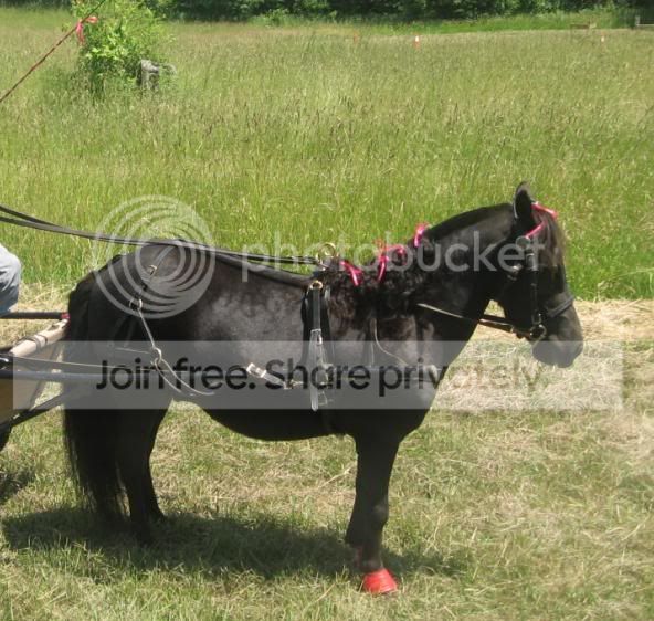 Wee Man and I's First CDE! | Miniature Horse Talk Forums