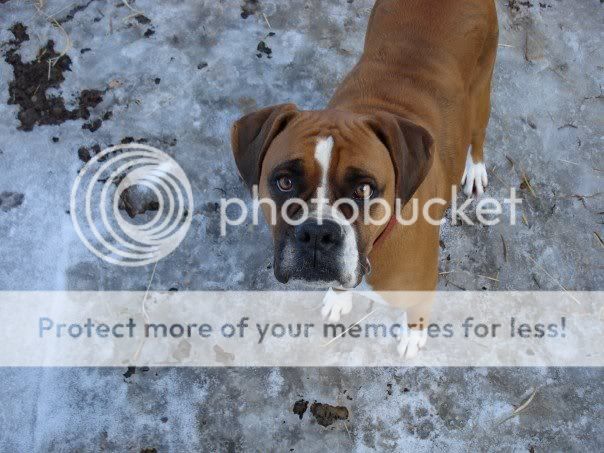 Anyone have a boxer? | Puppy Forum and Dog Forums