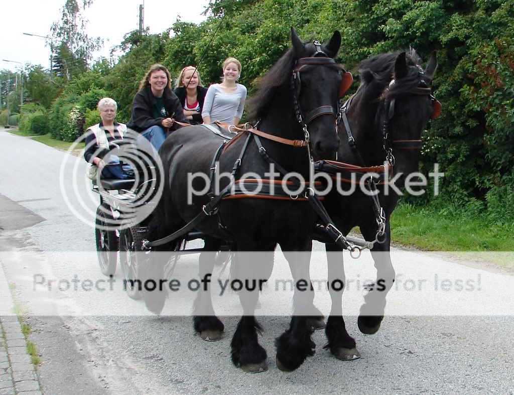 Friesere for vogn - hyggetur - Opslag, billeder og video - Heste-Nettet.dk