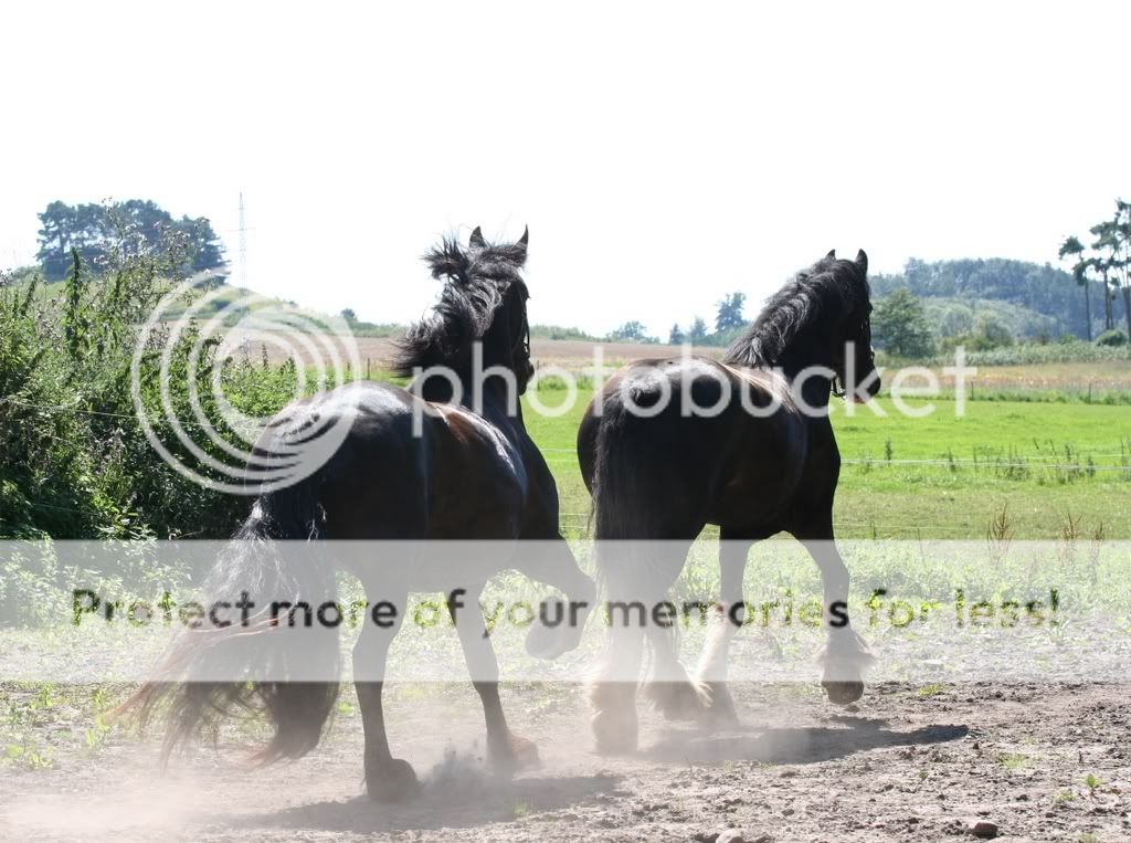 Frieser og shire og highland - billeder - Opslag, billeder og video ...