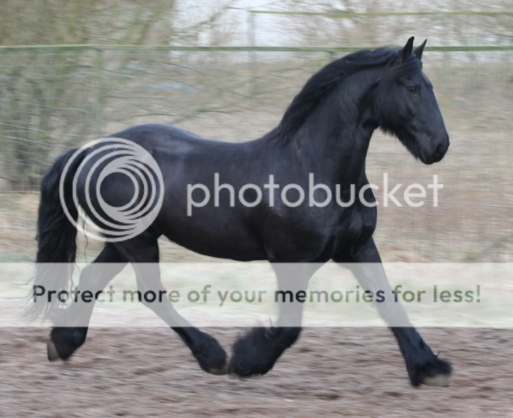 Lad oz se Friser... - Opslag, billeder og video - Heste-Nettet.dk