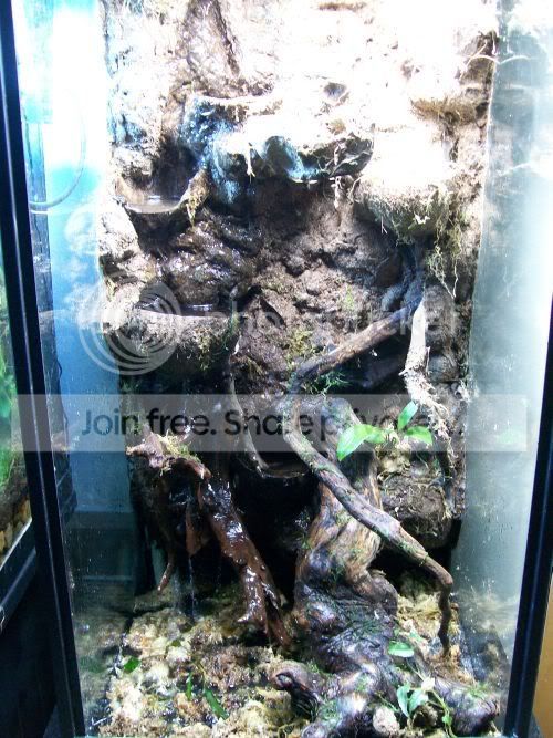 pics of old frog tank and new project | Dendroboard